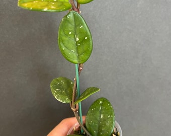 Hoya Carnosa Freckles Splash - Etsy