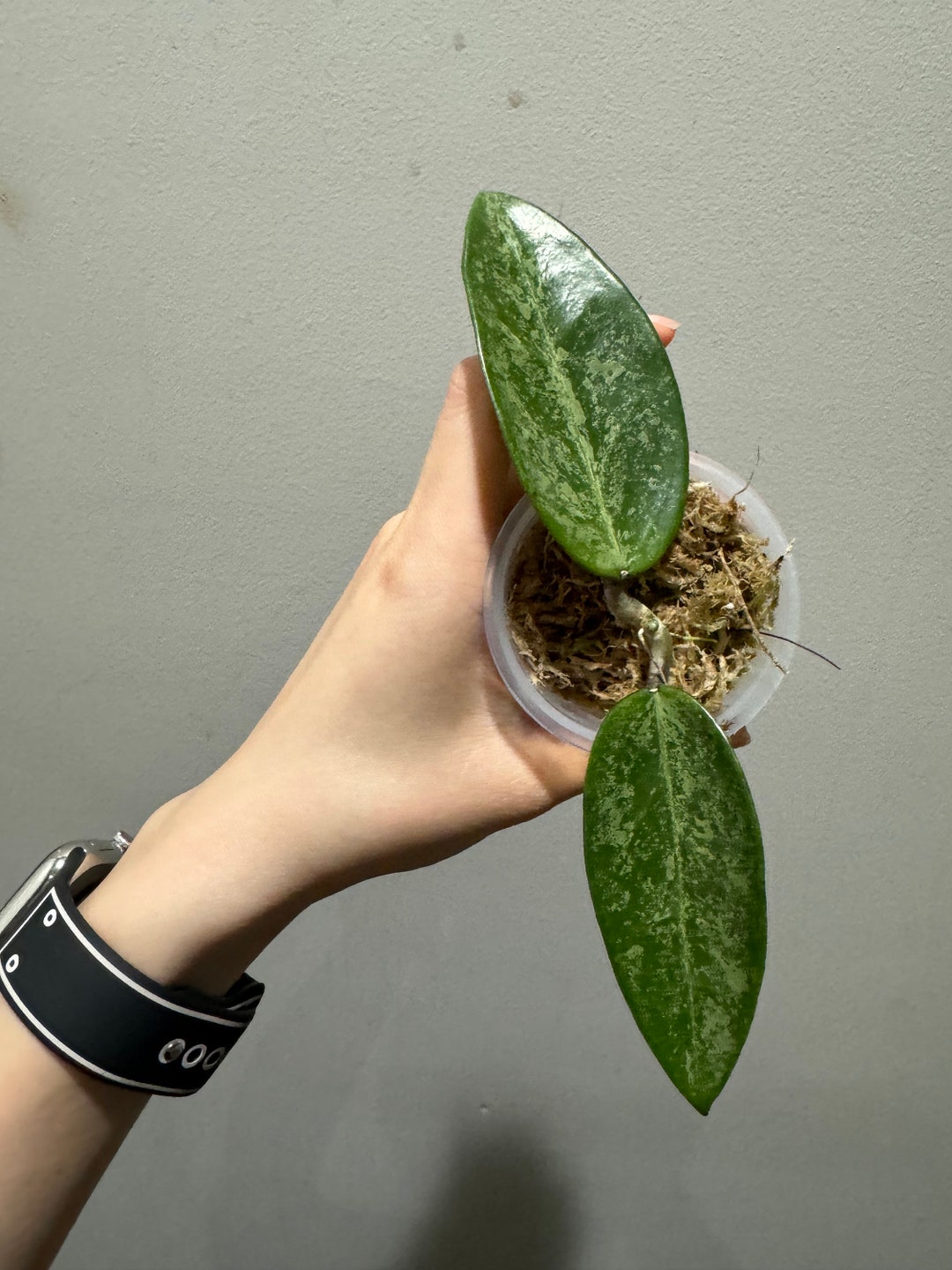 Hoya Rime Splash Rooted Cutting. Exact Plant, Ship Fast - Etsy