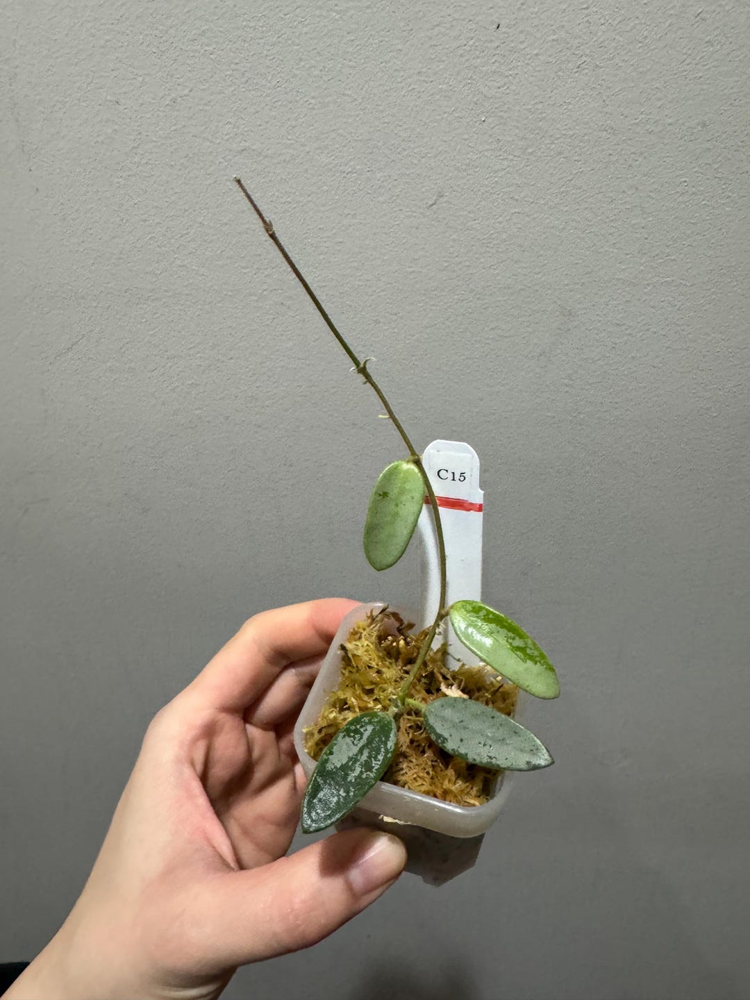 Hoya Lima Silver Splash Rooted Cutting Active Growing. Exact Plant Ship ...