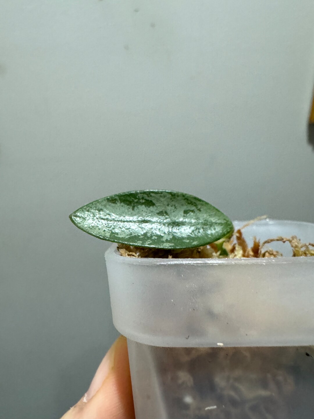 Hoya Lima Splash Cutting. High Splash. Exact Plant Ships Fast - Etsy