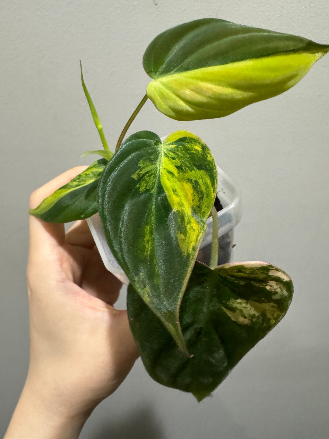 Philodendron Micans Variegated Aurea Rooted Active Growingus Seller - Etsy