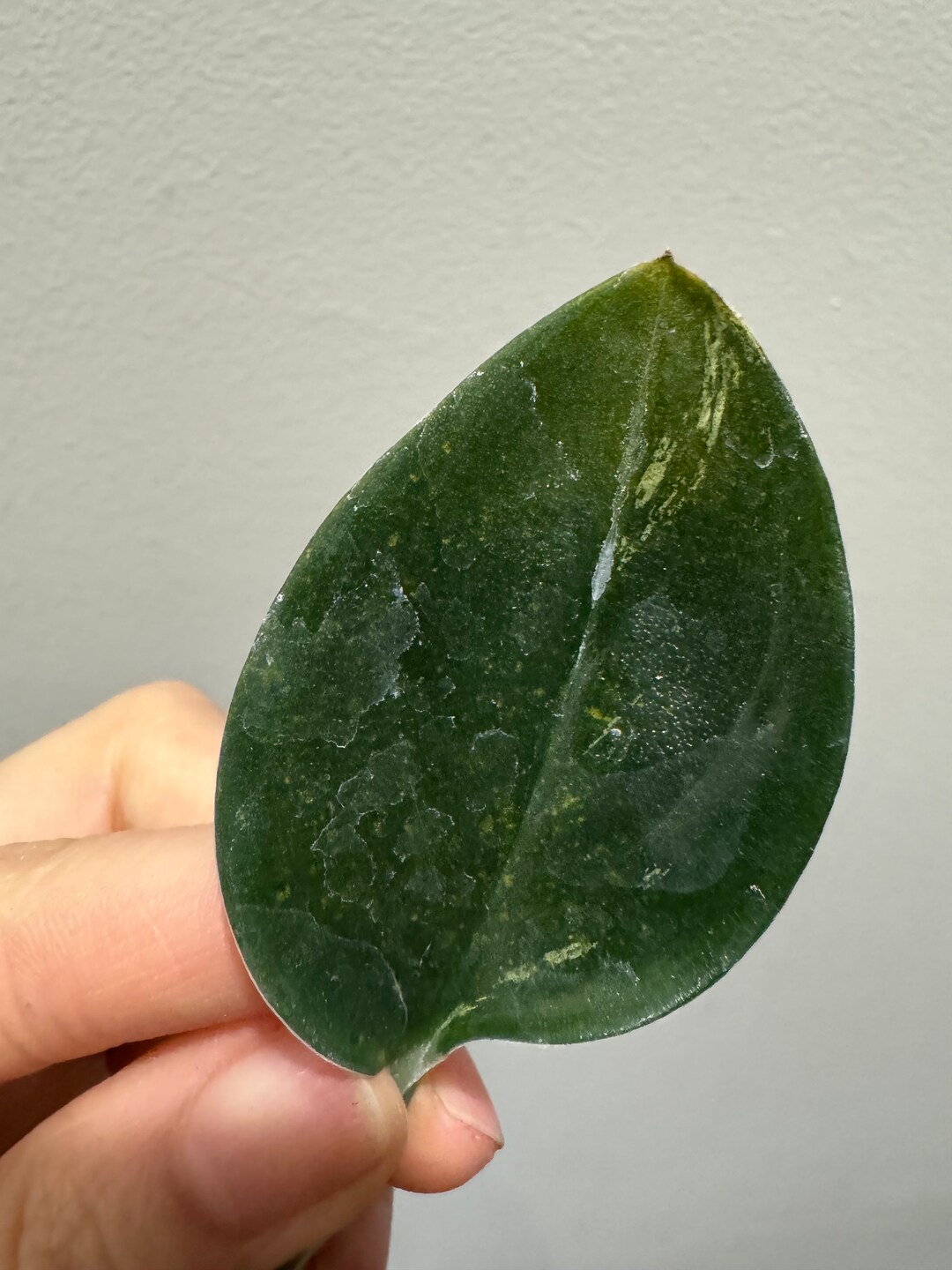 Scindapsus Dark Form Variegated Cutting. US Seller - Etsy