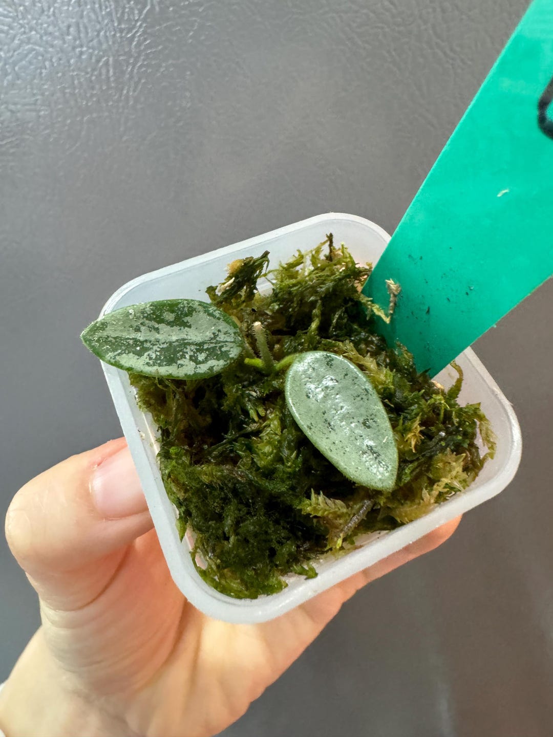 Hoya Lima Silver Splash Rooted Cutting Active Growing. Exact Plant Ship ...