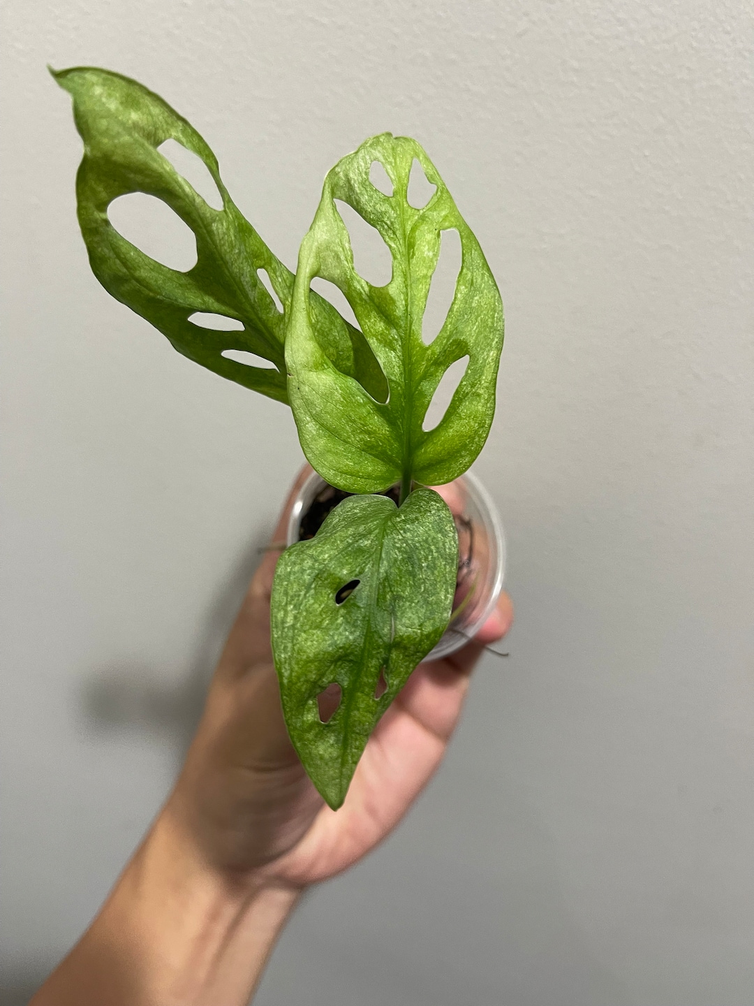 Rare Monstera Adansonii Mint Euro Form Rooted Active Growing. - Etsy