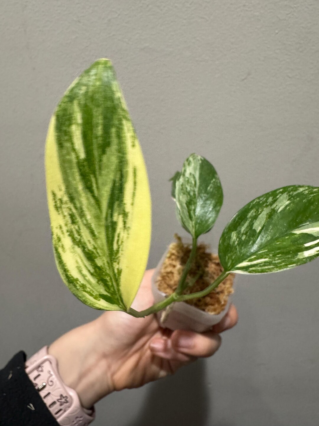 Scindapsus Variegated Blue Albo Rooted Cutting Active Growing. US ...