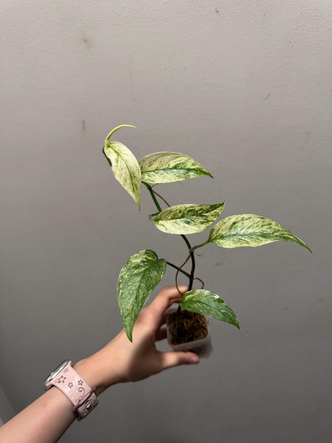 Monstera Laniata Mint Variegated Narrow Form Rooted Cutting Active ...