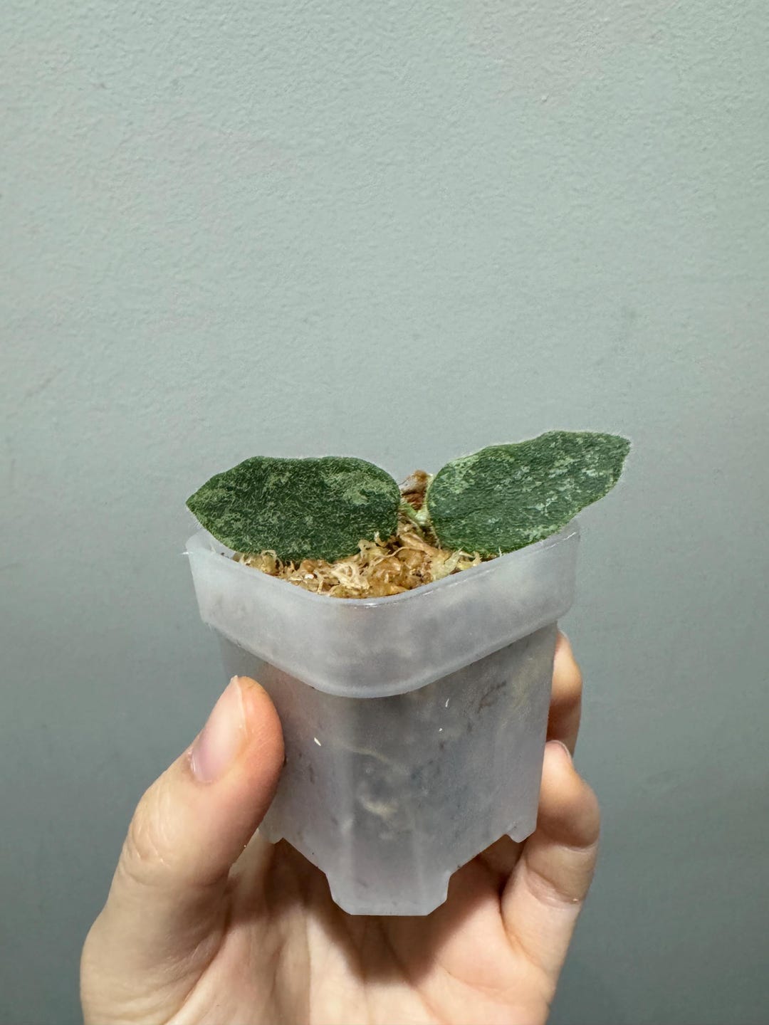 Hoya Fuzzy Thomsonii With Splash Cutting. Exact Plant Fast Shipping - Etsy