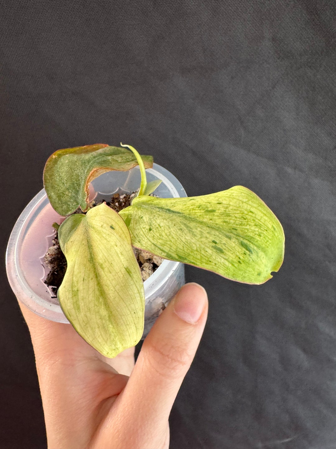Philodendron Micans Variegated Mint Rooted Active Growing Plant High ...
