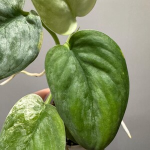 Scindapsus Exotica Hologram Variegated Rooted Bottom Cutting Active ...