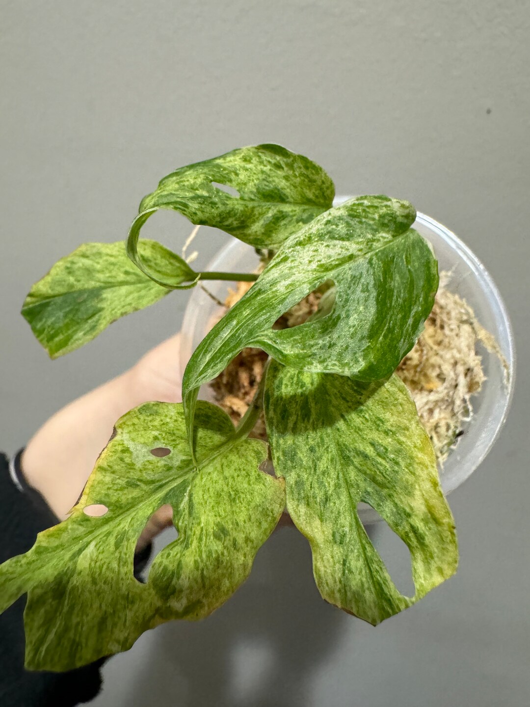 Monstera Laniata Mottled High Variegation Rooted Cutting Active Growing ...