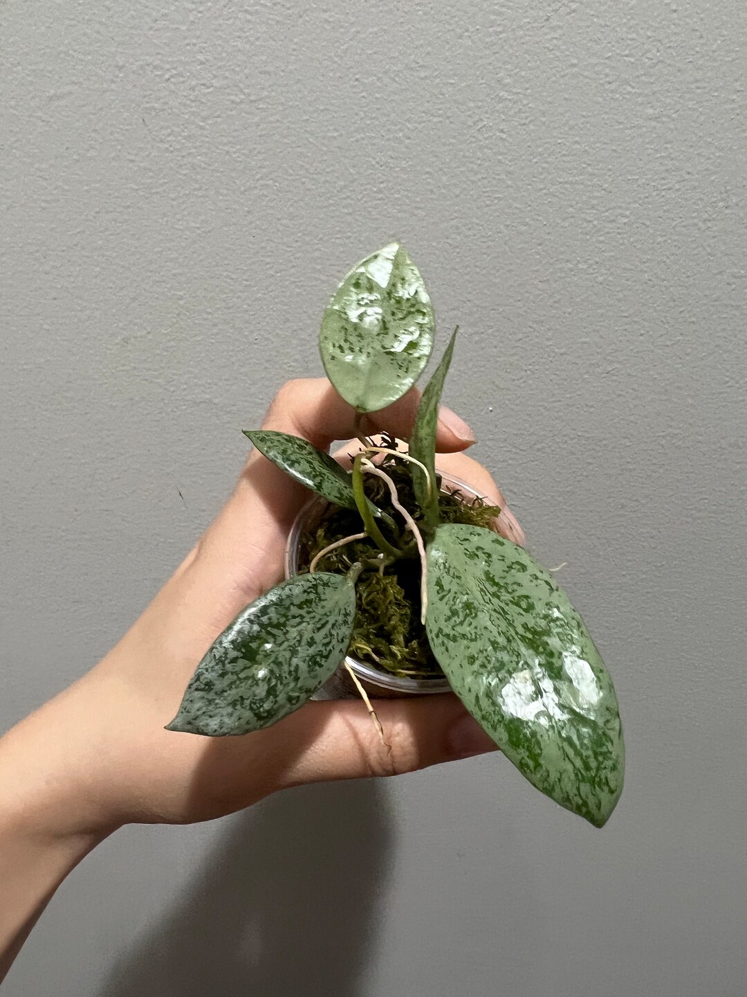 Hoya Lacunosa Silver Lime high Splash Rooted Bottom Cut. - Etsy