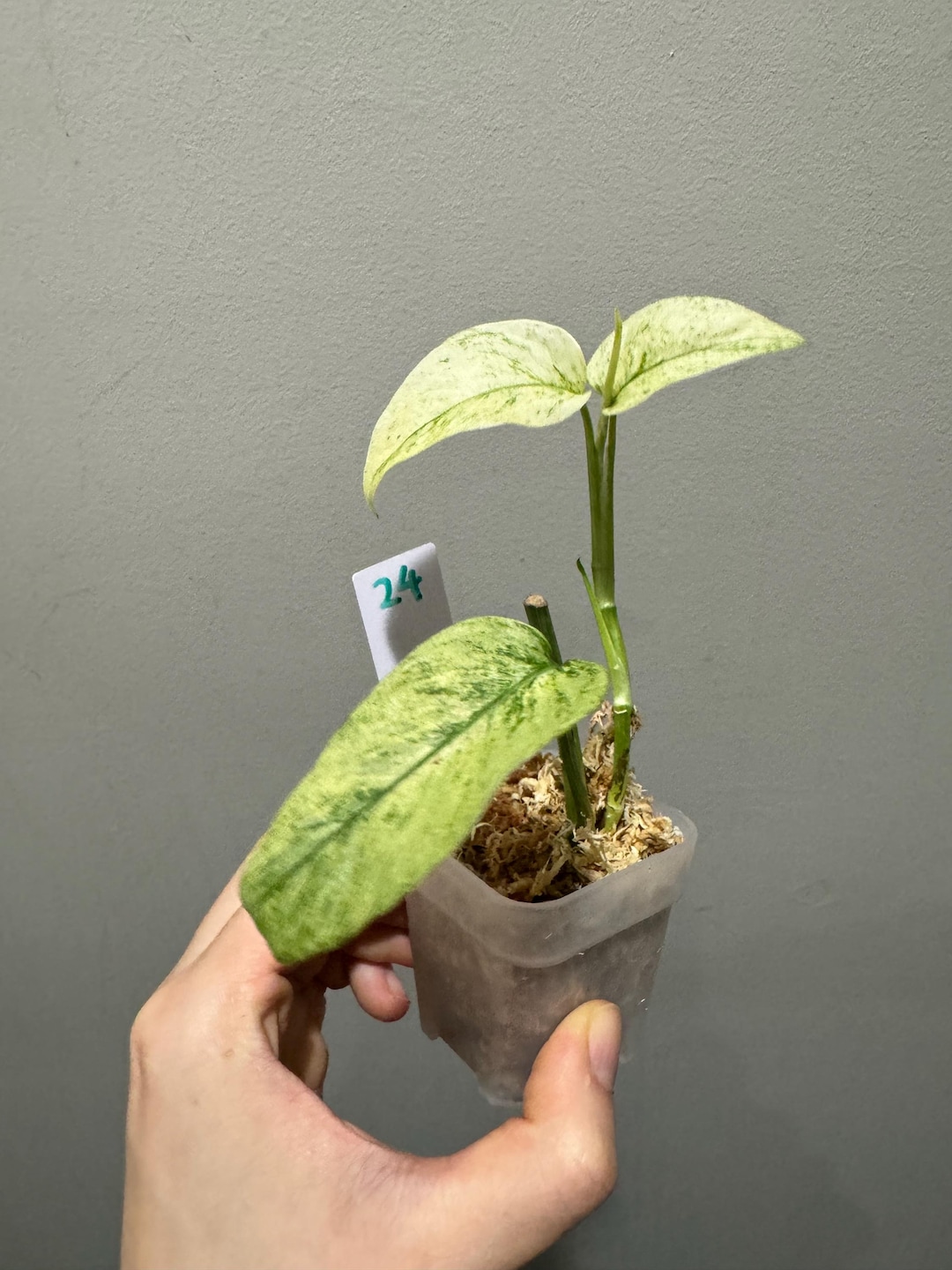 Monstera Laniata Mint Variegated Narrow Form Rooted Cutting Active ...