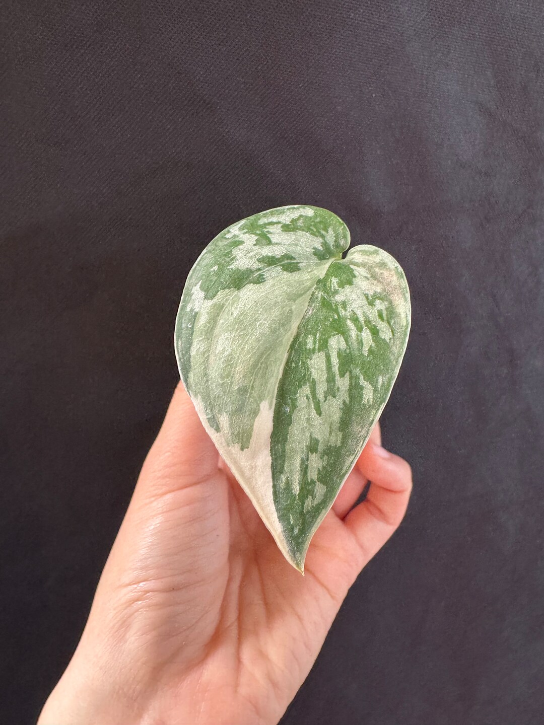 Scindapsus Mayari Variegated Rooted Cutting , Exact Plant, Ship Fast - Etsy