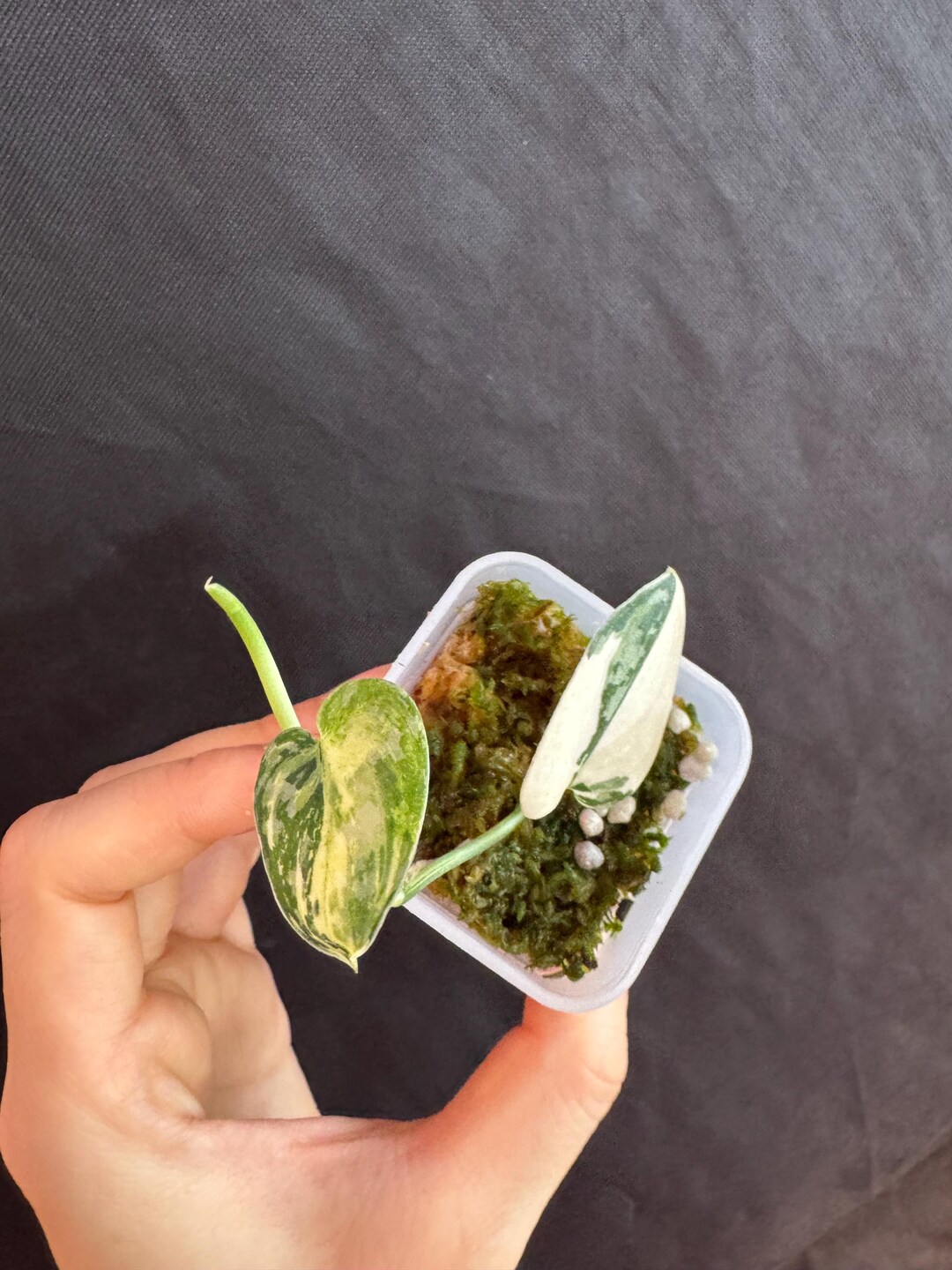 Scindapsus Variegated Scindapsus Apolaki Variegated Rooted Active ...