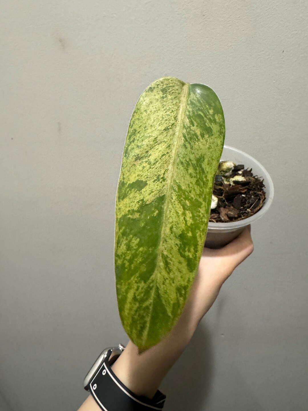 Philodendron Whipple Way Mint Marble Rooted Bottom Cutting. Exact Plant ...