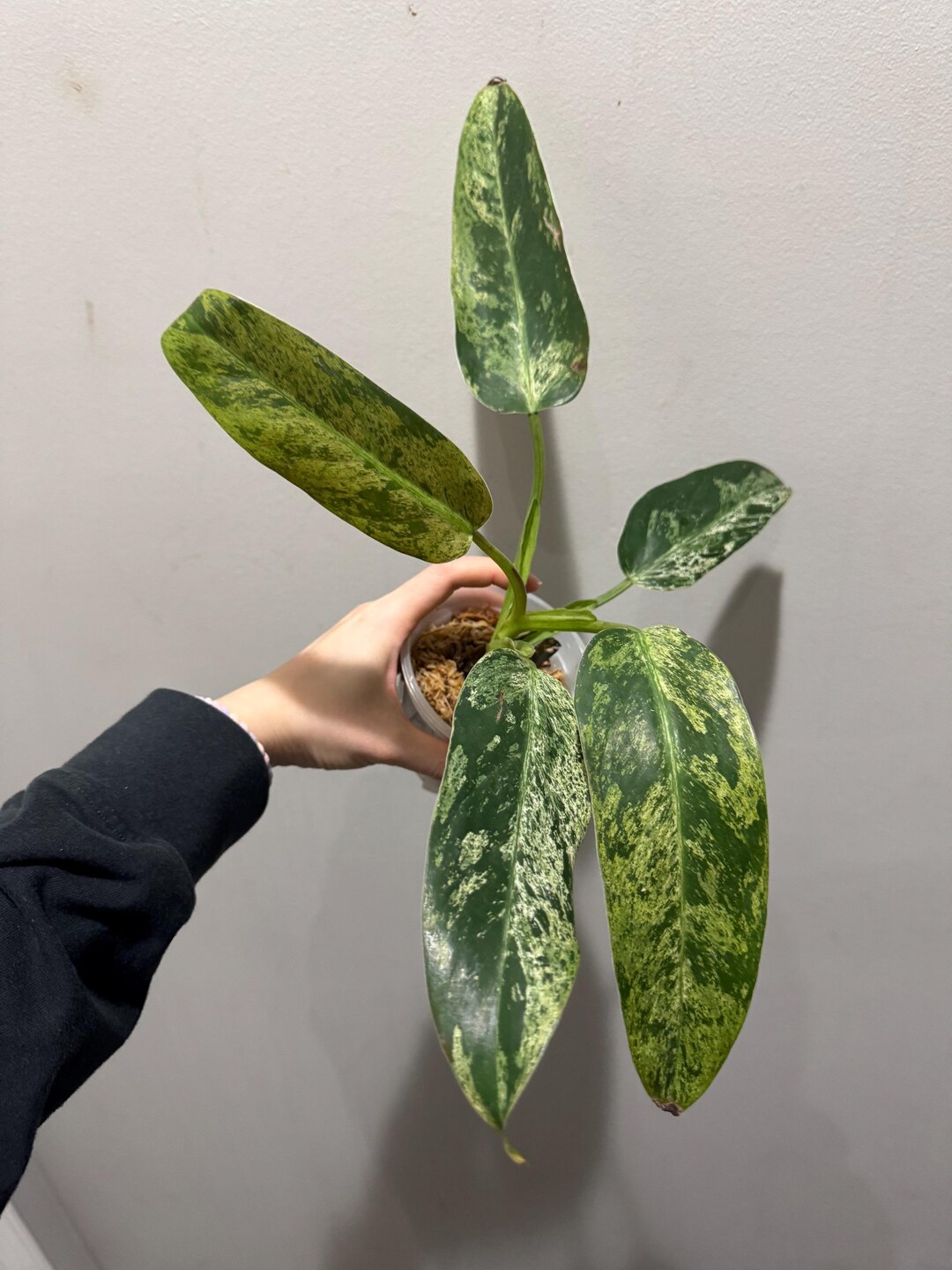 Philodendron Whipple Way Mint Marble Rooted Active Growing Plant. Exact ...