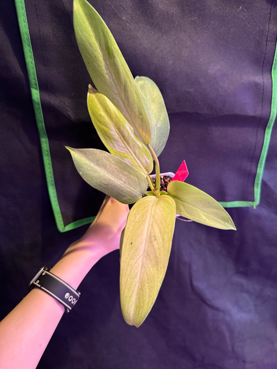 Philodendron Whipple Way Rooted Active Growing Plant. Exact Plant. Fast ...