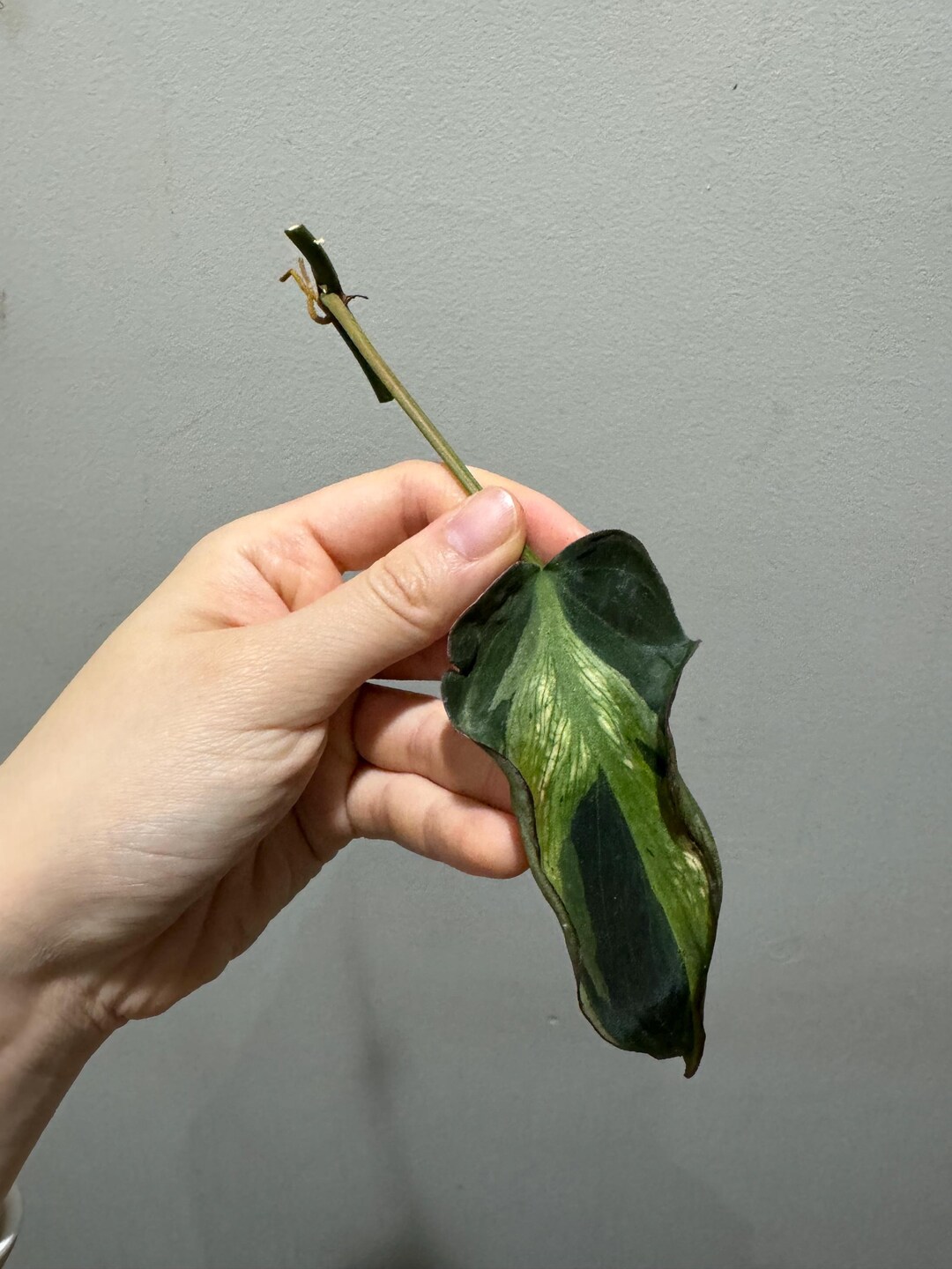 Philodendron Micans Mint Variegated Cutting！us Seller! - Etsy