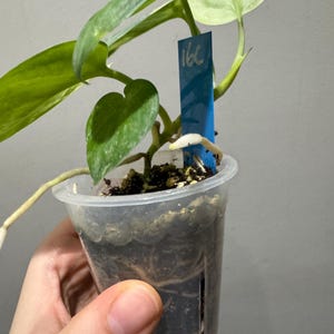 Scindapsus Exotica Hologram Variegated Rooted Bottom Cutting Active ...