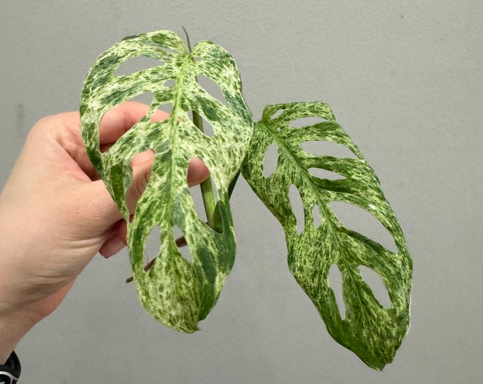 Monstera Laniata Mottled High Variegation Top Cutting. US Seller, Exact ...
