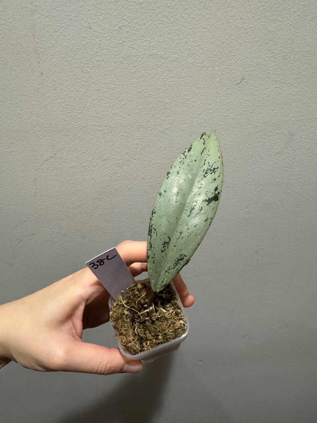 Hoya Pubicalyx Pink Silver Ghost Rooted Cutting. Exact Plant Ship Fast - Etsy