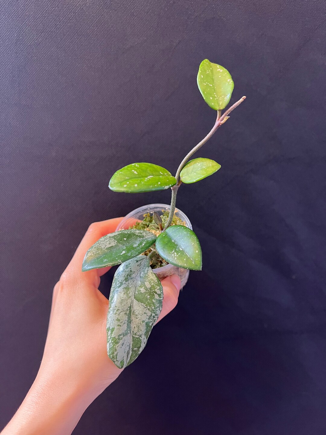 Hoya Wilbur Graves Russia Rooted Cutting Active Growing. Exact Plant ...