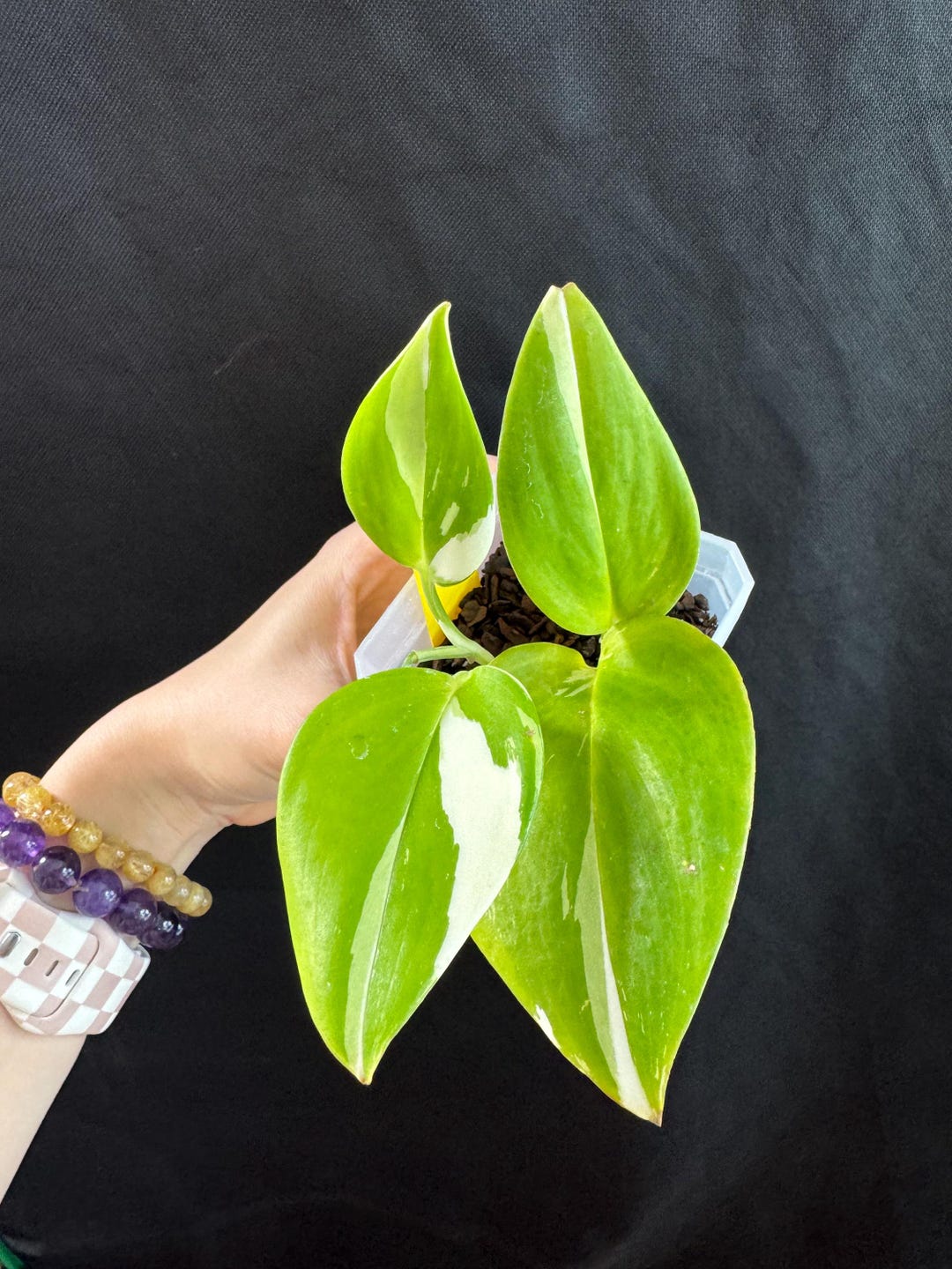 Variegated Scindapsus Treubii Moonlight Albo Variegated Rooted Cutting ...