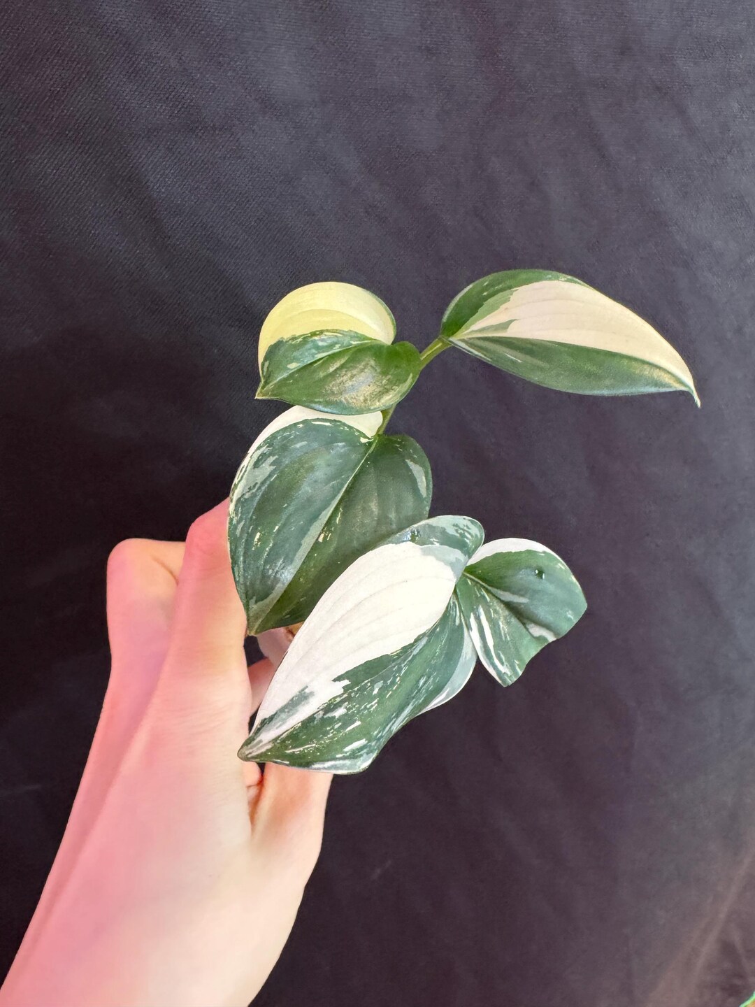Scindapsus Variegated Blue Albo Rooted Cutting Active Growing. US ...