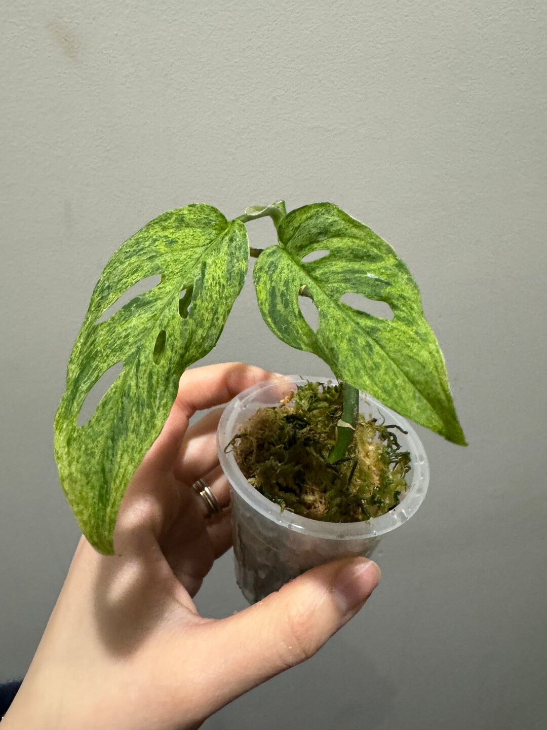 Monstera Laniata Mottled High Variegation Rooted Bottom Cutting. US ...