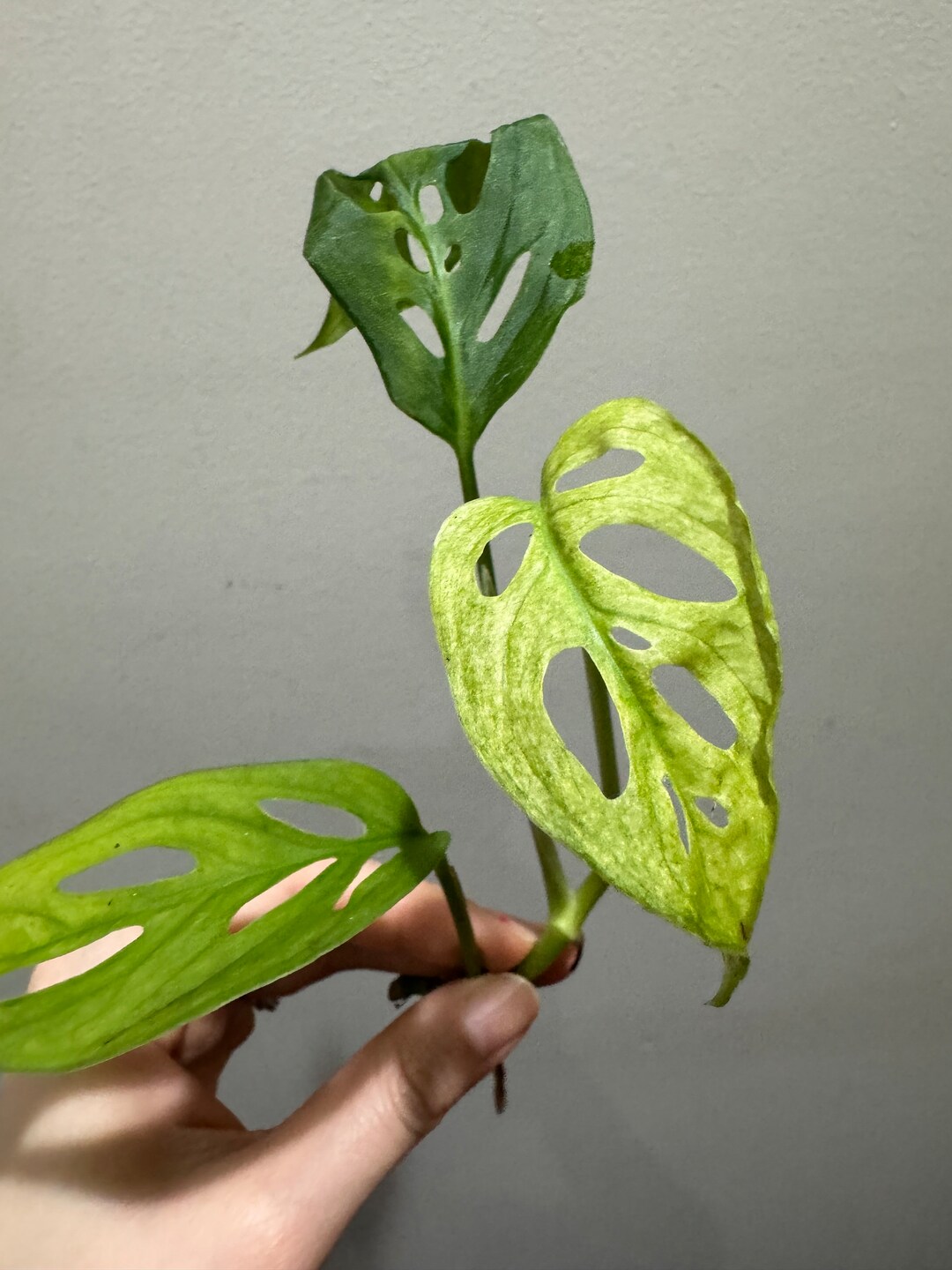 Monstera Laniata Mint Variegated Cutting. Variegated Monstera Laniata ...