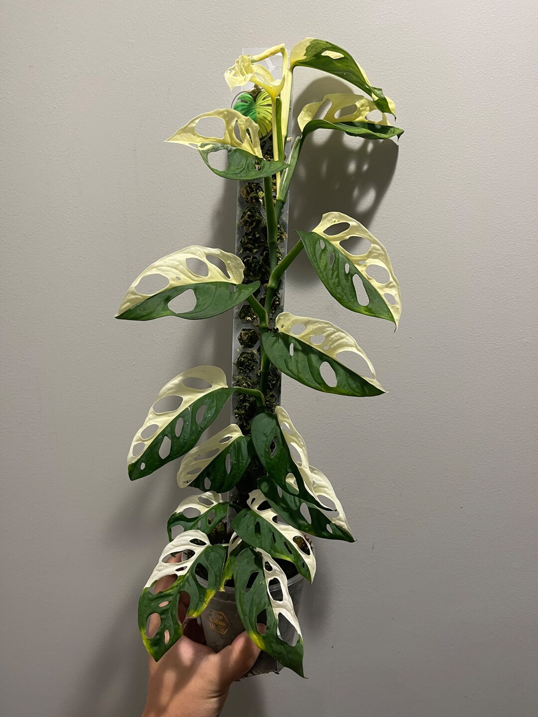 Tricolor Monstera Adansonii Albo Rooted High Variegation With - Etsy