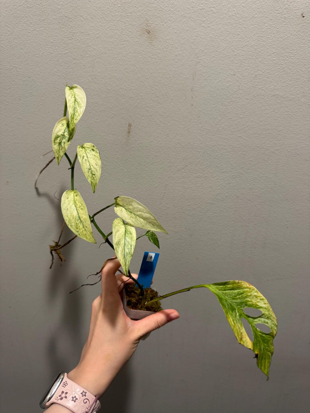 Monstera Laniata Mint Variegated Narrow Form Rooted Cutting Active ...