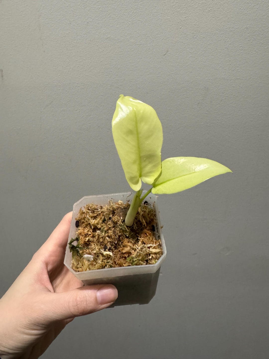 Variegated Philodendron Golden Dragon Mint Rooted Cutting Active ...