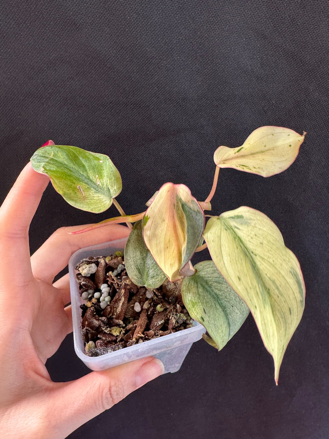 Philodendron Micans Variegated Mint Rooted Active Growing Plant High ...