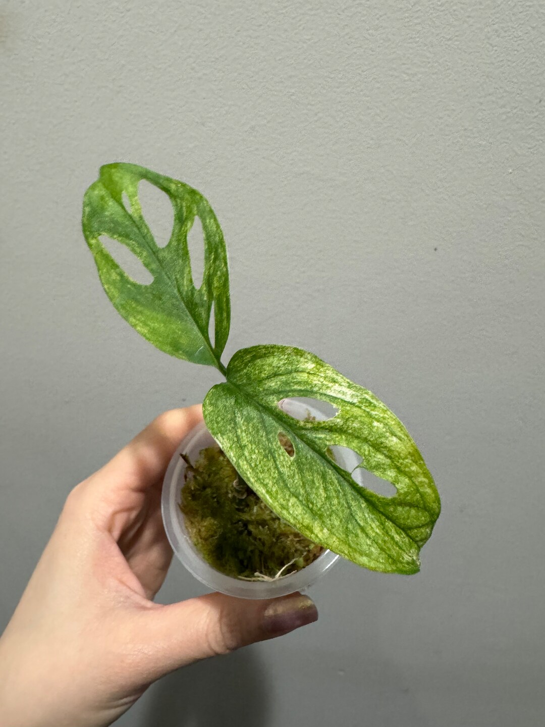 Monstera Laniata Mint High Variegation Rooted Cutting Active Growing ...