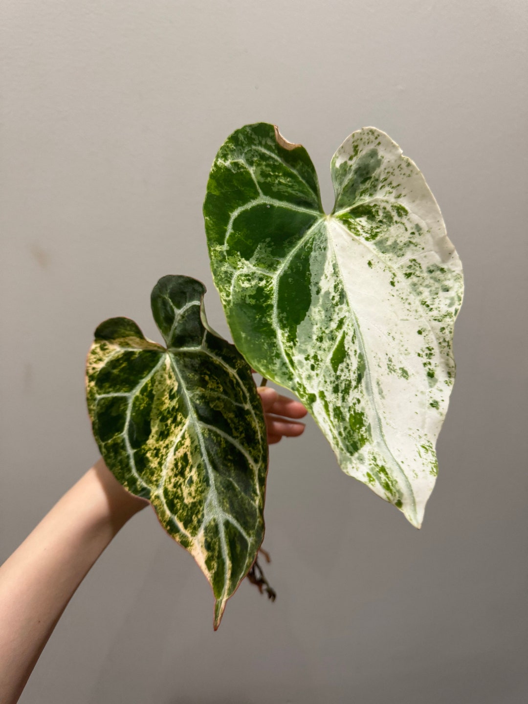 Anthurium Crystallinum Variegated Active Plant. Variegated Anthurium ...