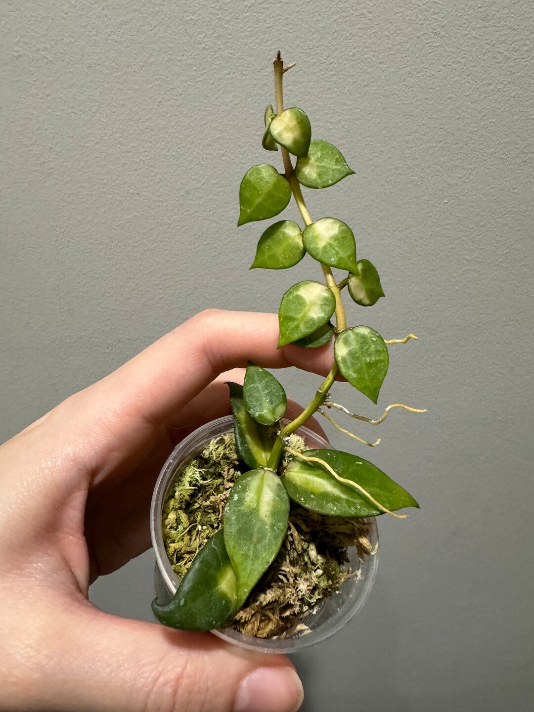 Hoya Lacunosa Golden Flame Rooted Active Growing. Exact Plant Fast ...