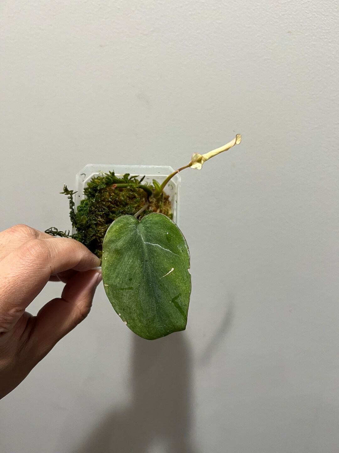 Philodendron Micans Variegated Mint Active Plant High - Etsy