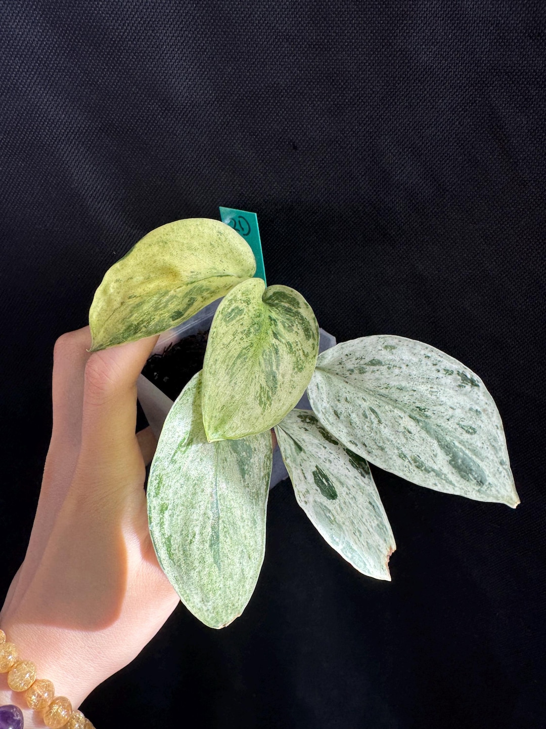 Variegated Scindapsus Jade Satin Marble Rooted Cutting Active Growing ...