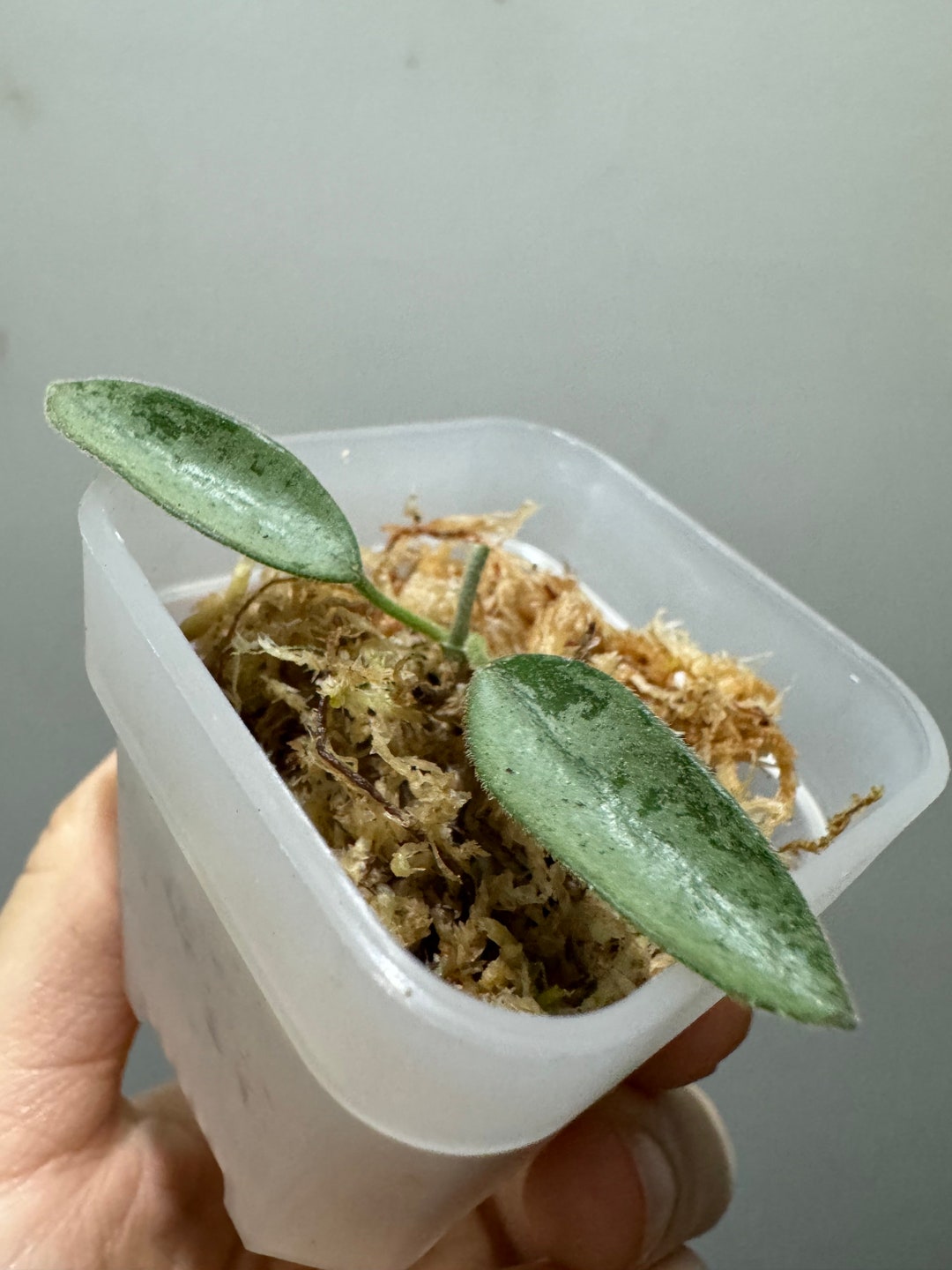 Hoya Lima Silver Splash Cutting. High Splash. Exact Plant Ships Fast - Etsy