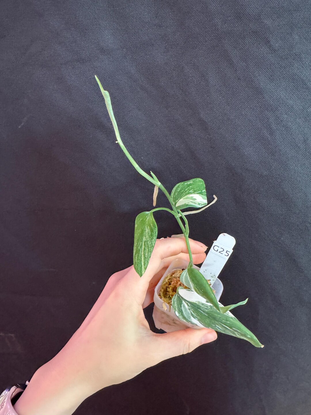 Scindapsus Variegated Blue Albo Rooted Cutting Active Growing. US ...