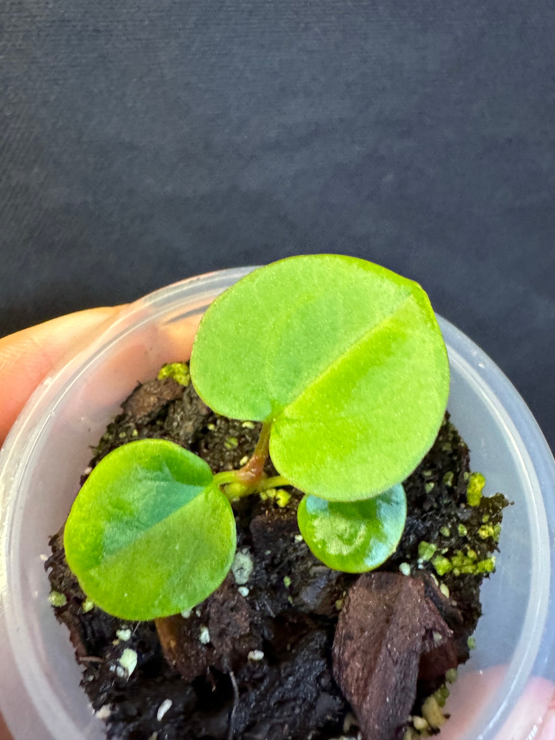 Anthurium RLFS X Carla X Ace of Spade Active Growing Plant Exact Plant ...