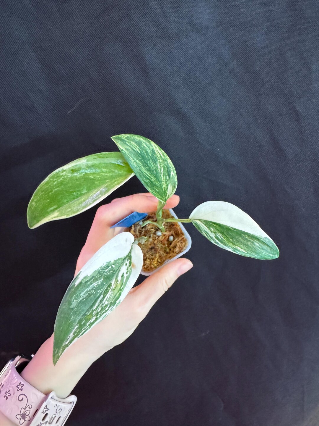 Scindapsus Variegated Blue Albo Rooted Cutting Active Growing. US ...