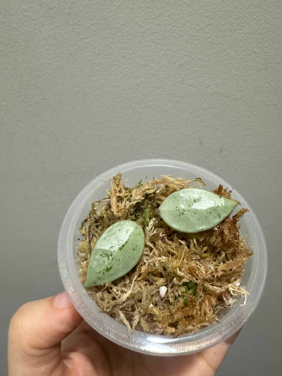 Hoya Lacunosa Leopard Skin Rooted Cutting. Exact Plant Fast - Etsy