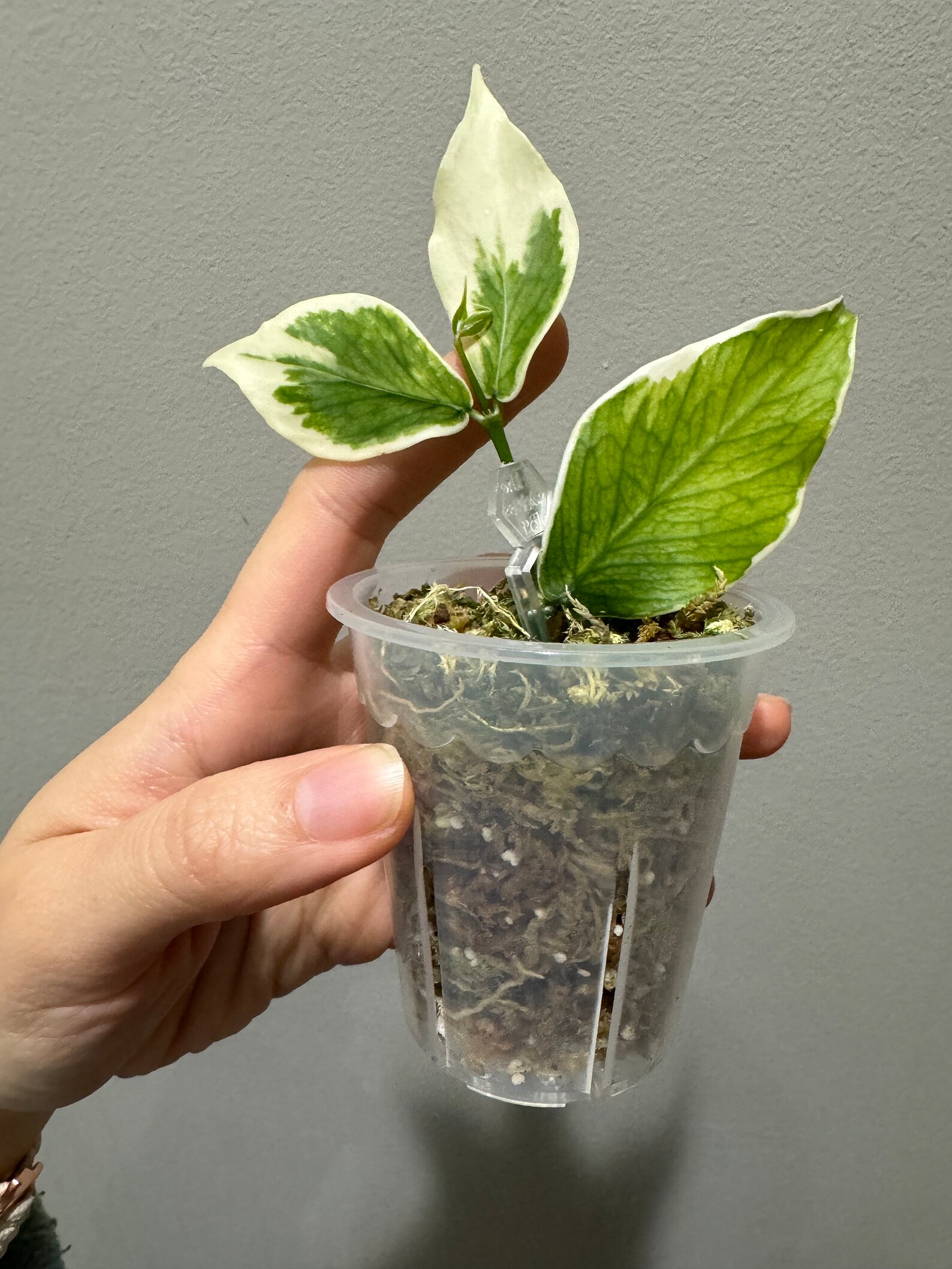 Propagation Pins for Cuttings, Planting Fork Secure Plant in Soil ...