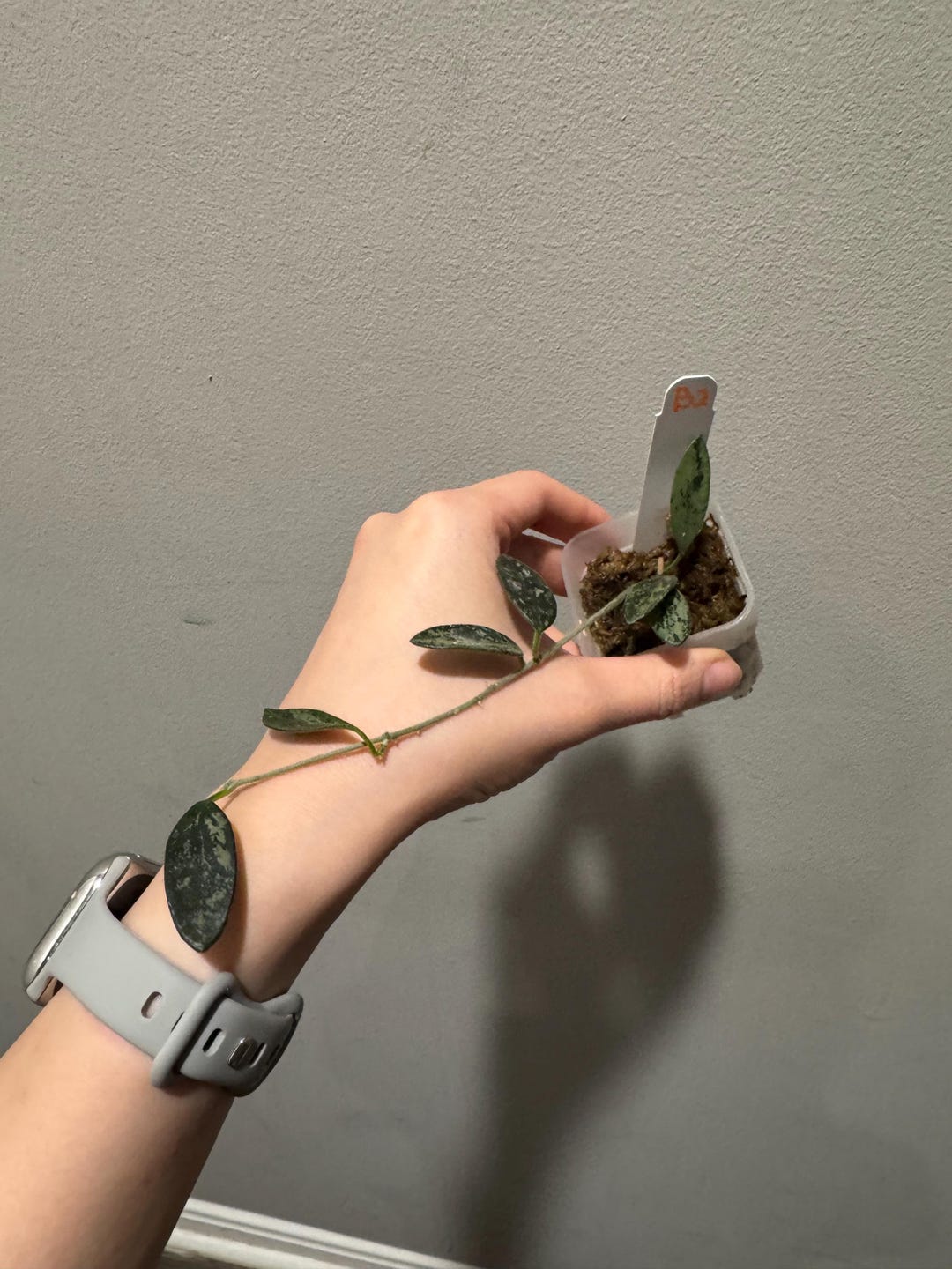 Hoya Lima Silver Splash Rooted Cutting Active Growing. Exact Plant Ship ...