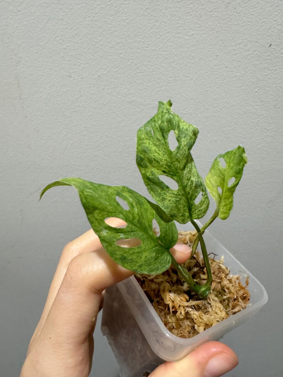 Monstera Laniata Mottled High Variegation Rooted Cutting. US Seller ...