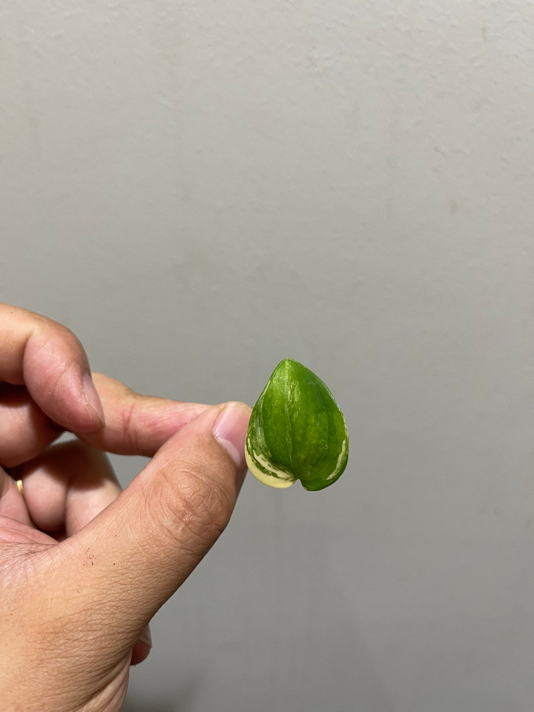 Scindapsus Variegated Blue Aurea Mid Cutting. US Seller - Etsy
