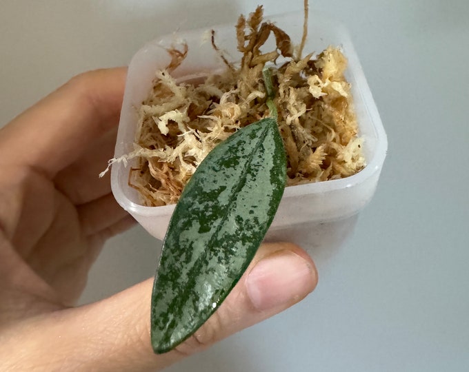 Hoya Lima Splash Cutting. High Splash. Exact Plant Ships Fast - Etsy