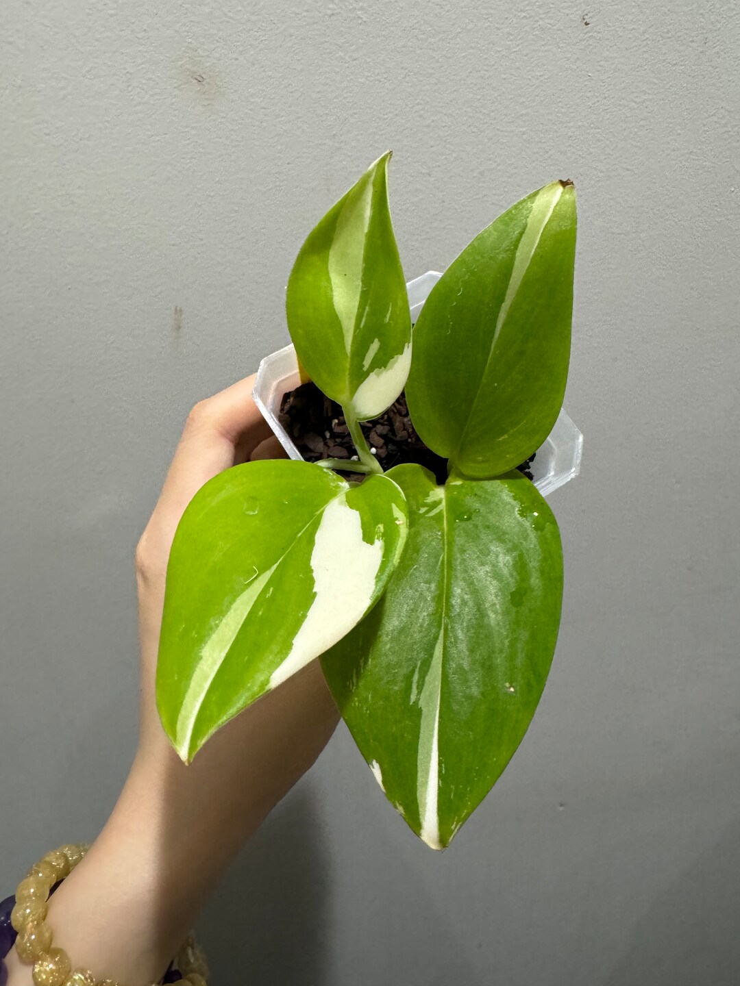 Variegated Scindapsus Treubii Albo Variegated Rooted Cutting Active ...